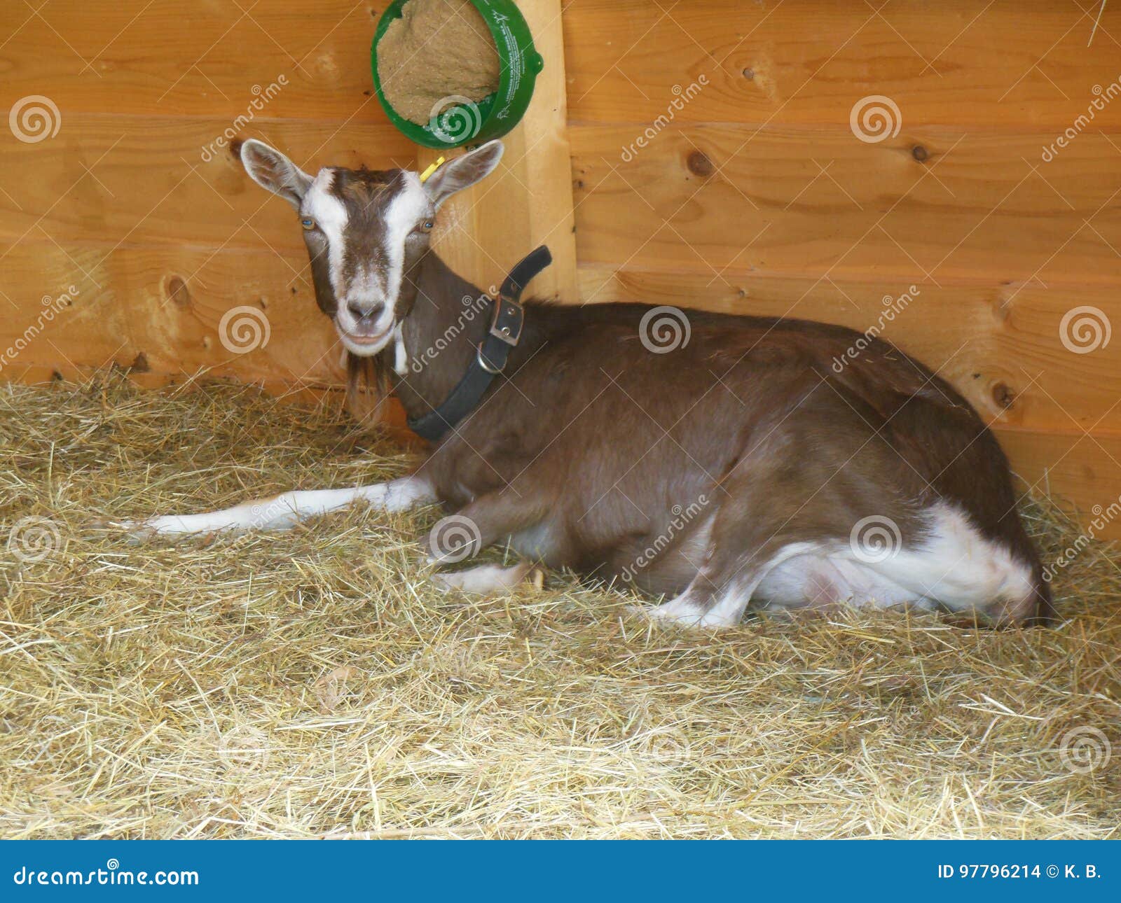 Goat stock photo. Image of antelope, animals, nature - 97796214