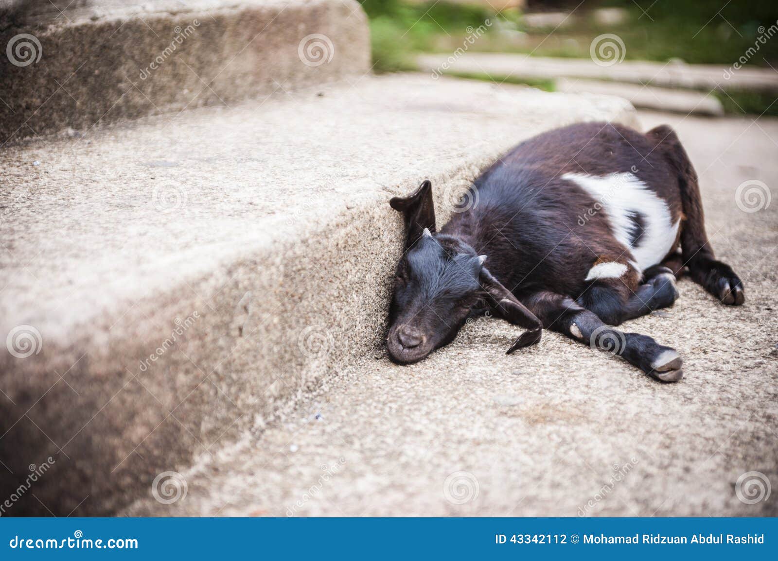 Goat resting at staircase stock photo. Image of young - 43342112