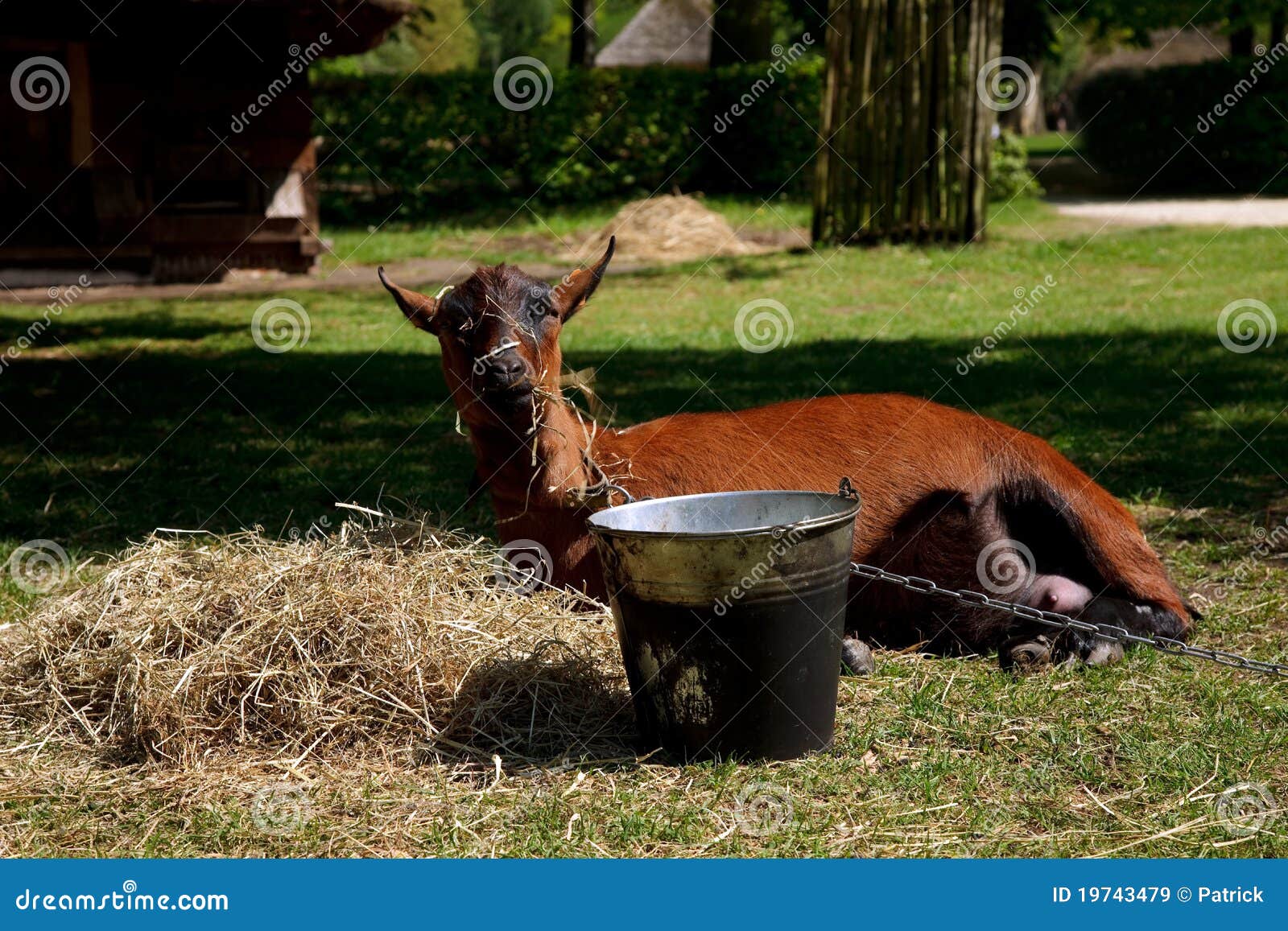Goat resting in sun stock image. Image of growth, farm - 19743479