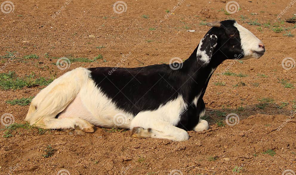 Goat Resting and Watching on River Bank Stock Photo - Image of mallard ...
