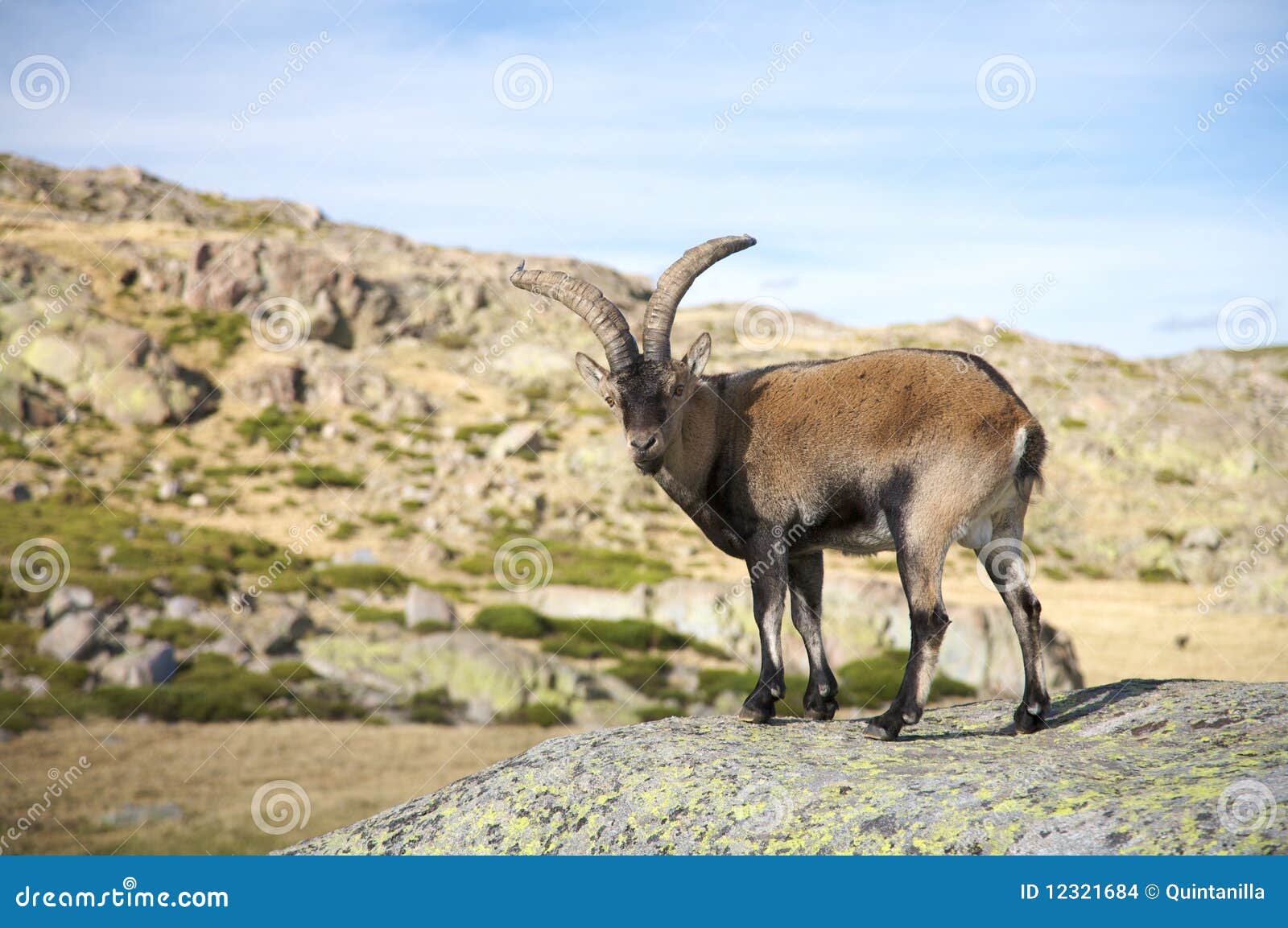 Goat on rock stock photo. Image of antler, gredos, animal - 12321684