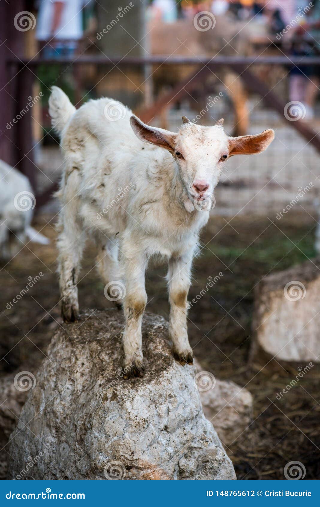 Expressive goat on a rock stock photo. Image of cheeky - 148765612