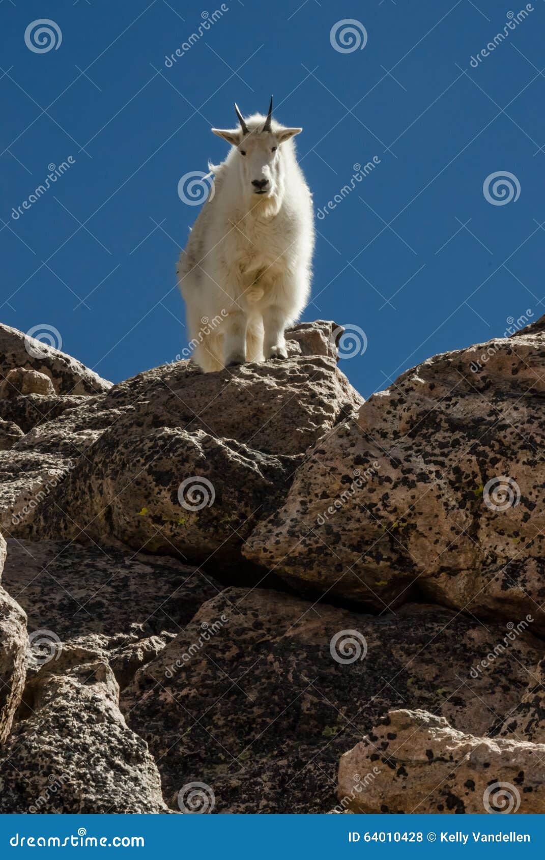 Goat on Rock Front View stock photo. Image of landscape - 64010428
