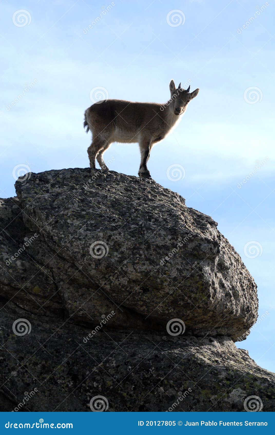 Goat on the rocks stock image. Image of landscapes, horns - 20127805