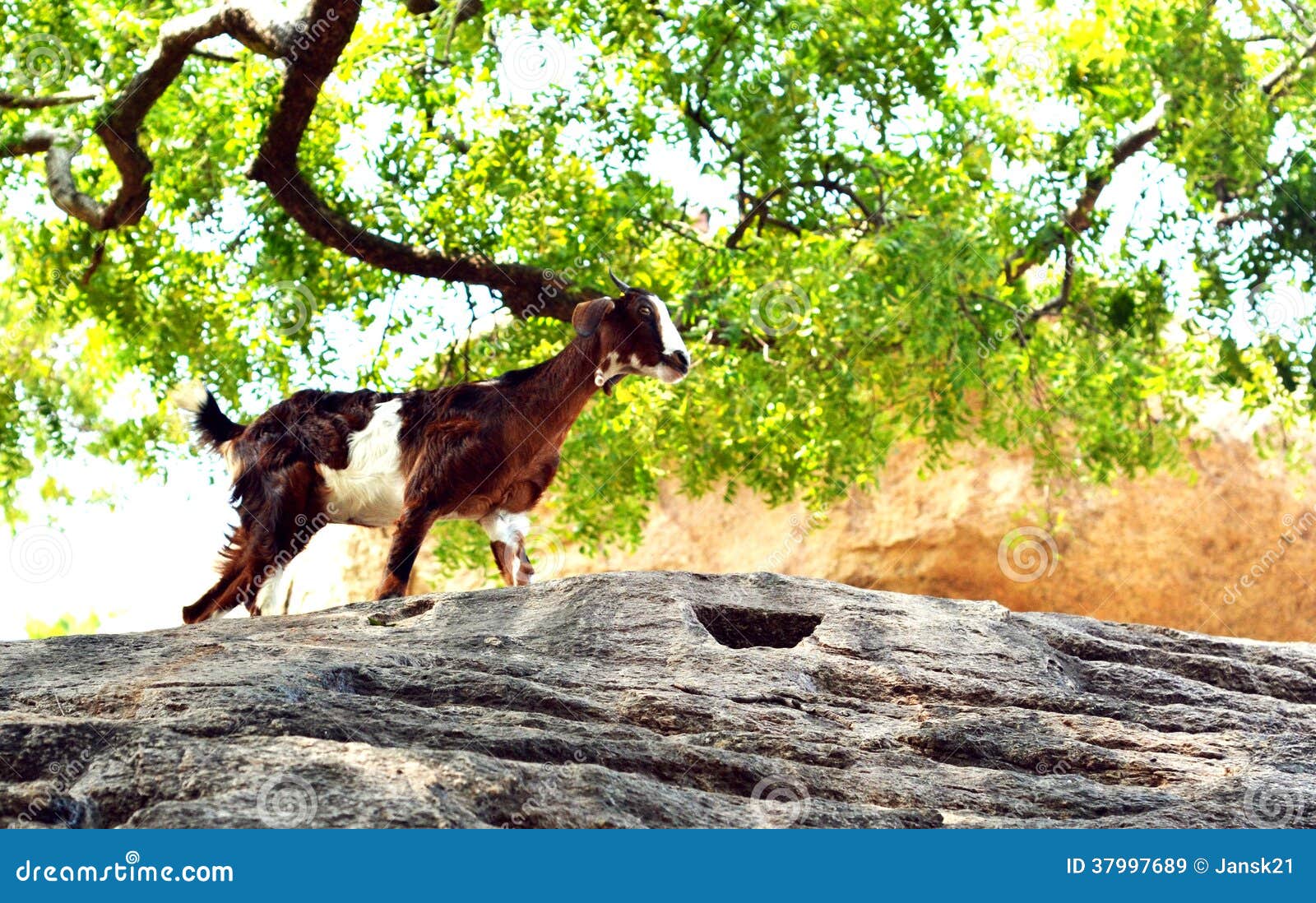 Goat on Rocks stock image. Image of chennai, rock, sunny - 37997689