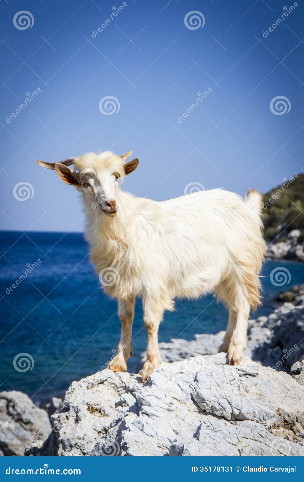 Goat on rocks in Greece stock image. Image of socky, ears - 35178131