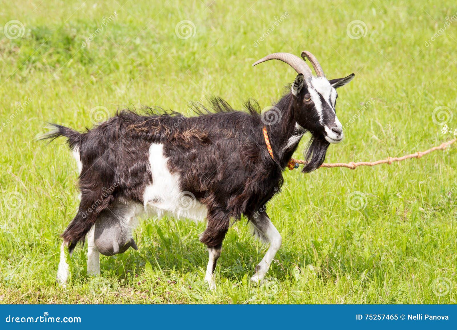 Goat on a Rope Grazing and Grass Stock Image - Image of nature, green ...