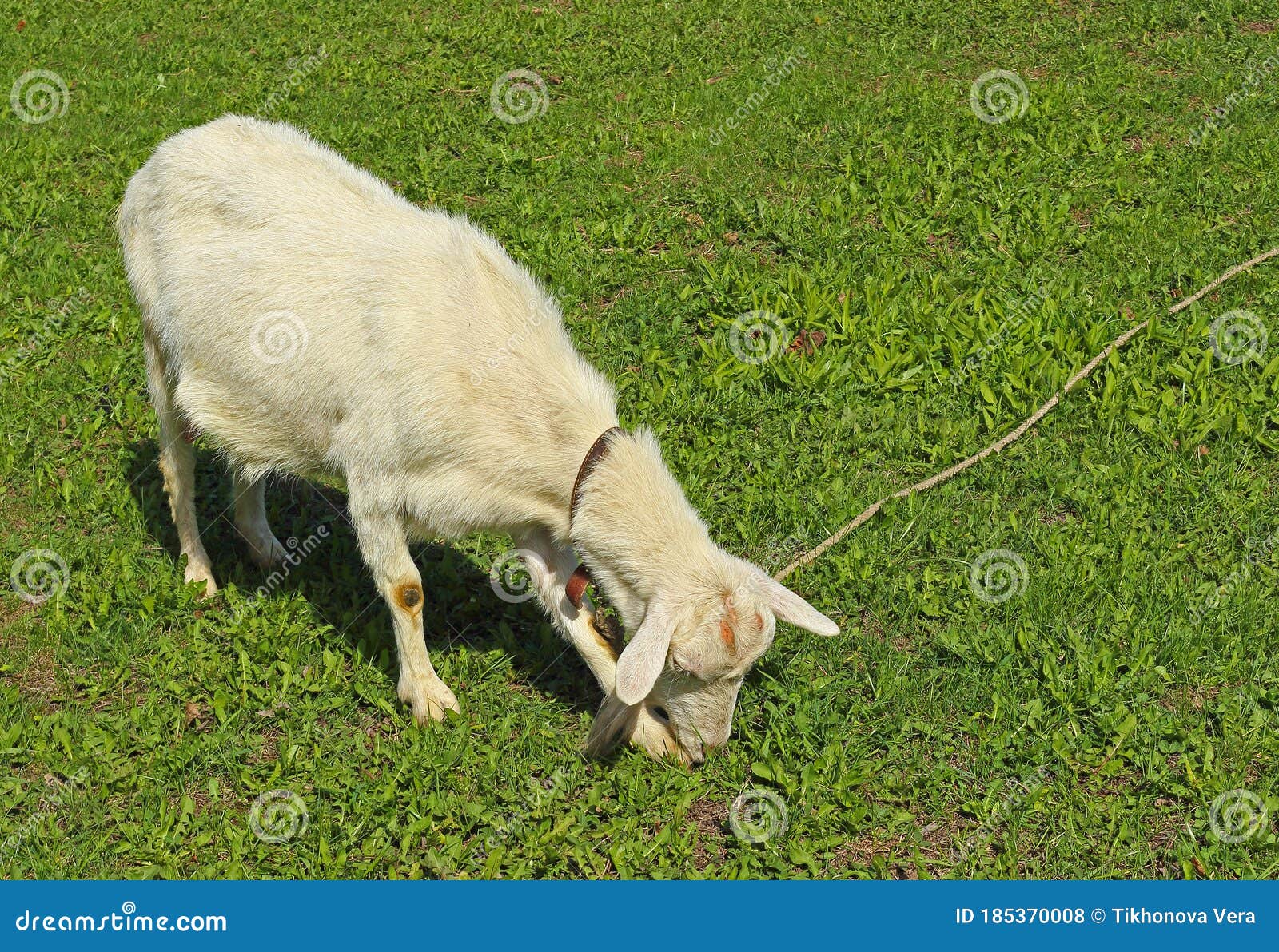Goat on rope in meadow stock photo. Image of livestock - 185370008