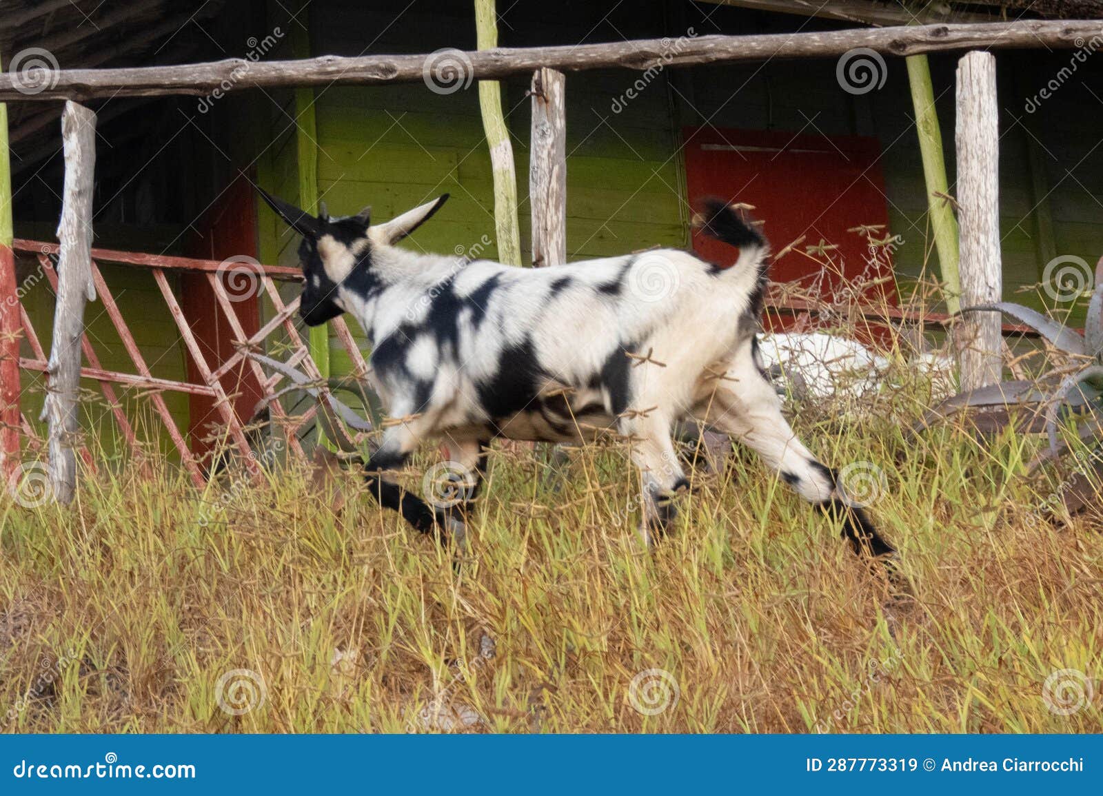 Goat stock image. Image of running, cardigan, livestock - 287773319