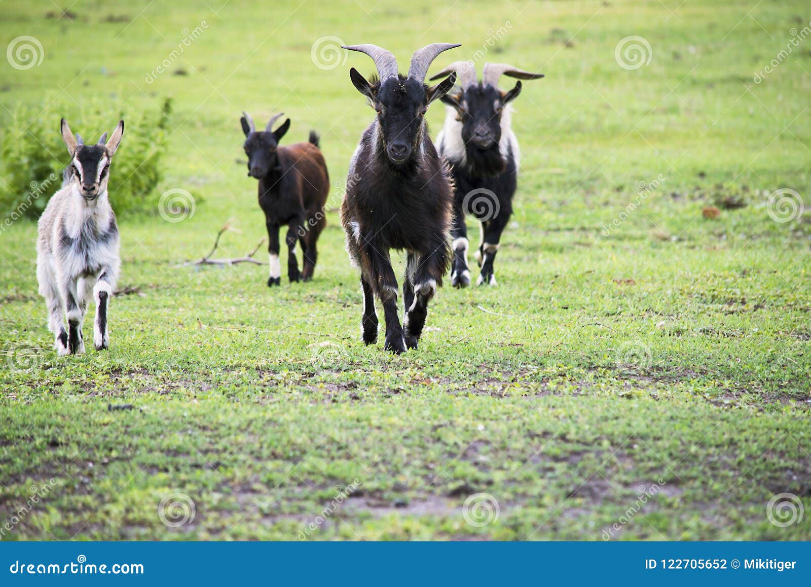 Goat is Running in the Summer Stock Photo - Image of herd, summer ...