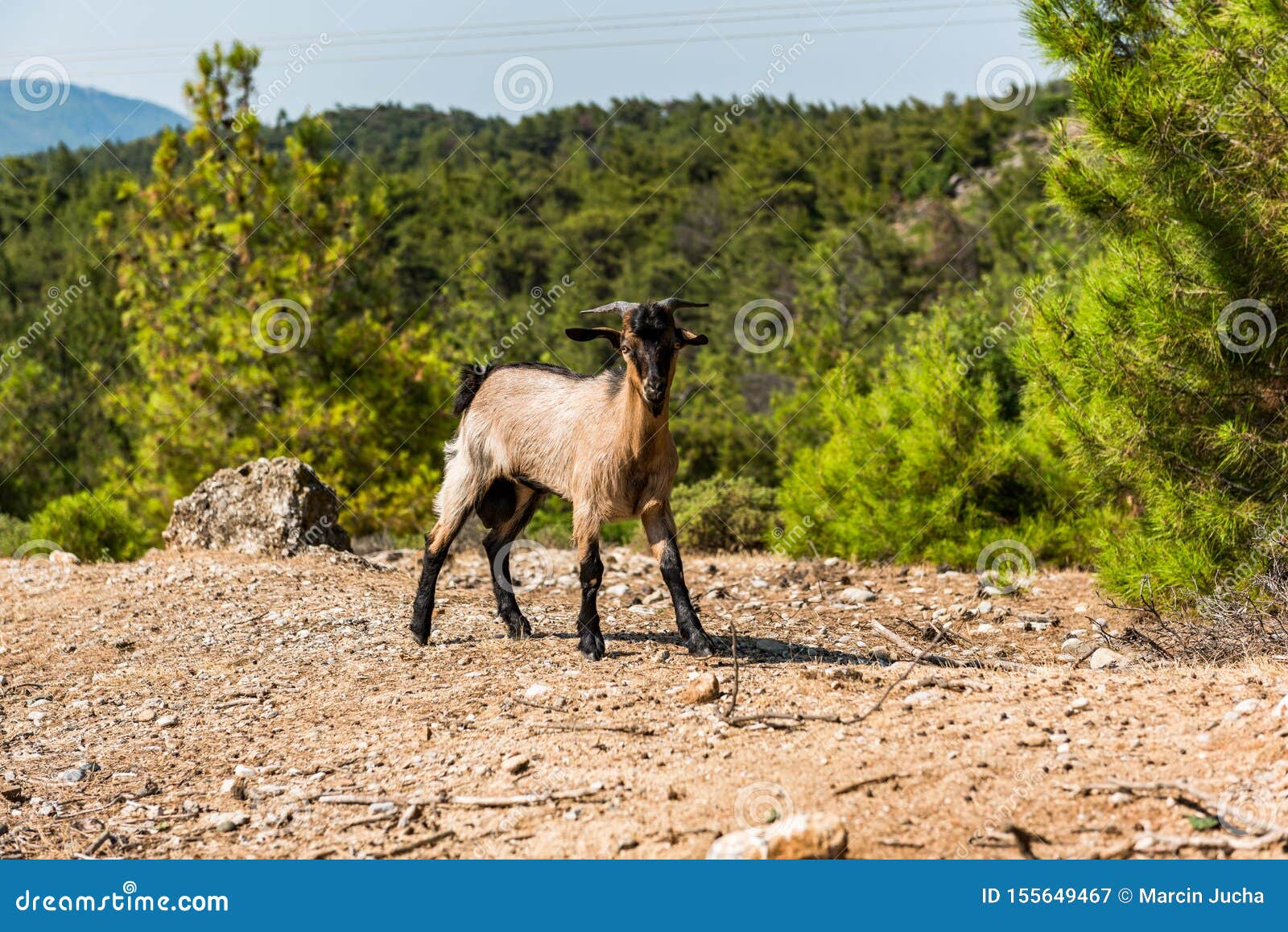 Goat in Rural Fields Looking at Camera, Rhodes,Greece Stock Image ...