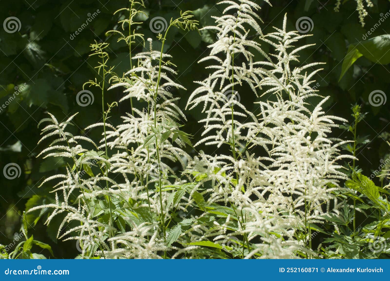 Goat`s Beard Aruncus Dioicus Flowering Plant Stock Image - Image of ...