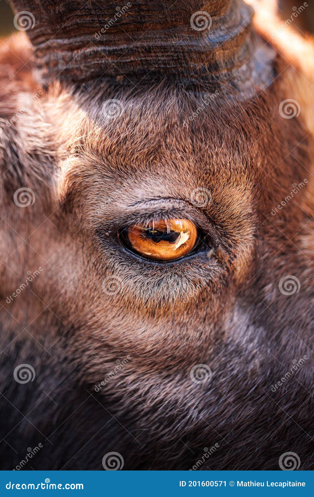 A goat`s eye stock image. Image of looking, brown, deer - 201600571