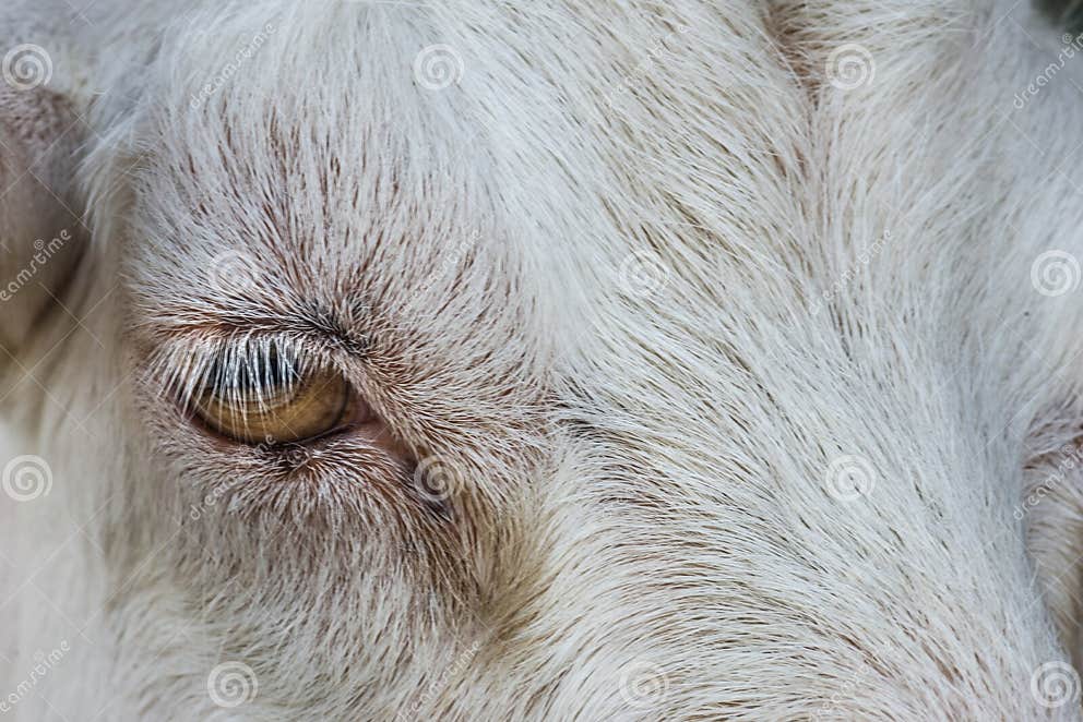 Goat`s Eye stock photo. Image of animal, goats, face - 210153274