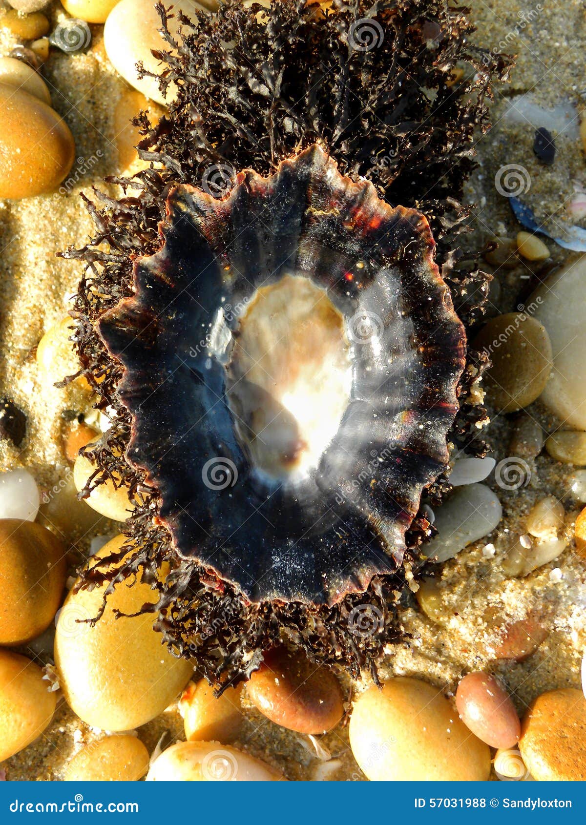 Goat s eye limpet stock photo. Image of shells, life - 57031988