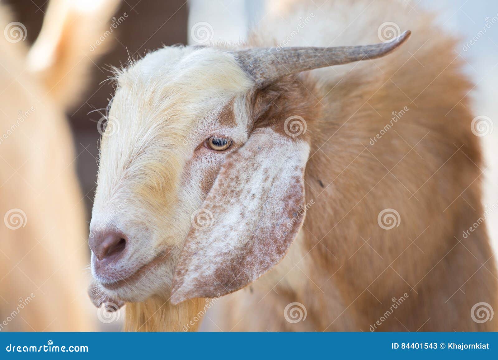 Goat stock image. Image of natural, looking, agriculture - 84401543