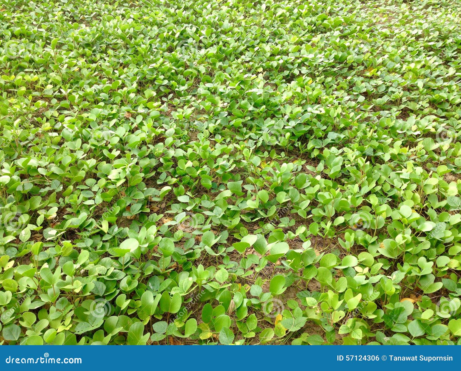 Goat S Foot Creeper, Beach Morning Stock Photo - Image of agriculture ...