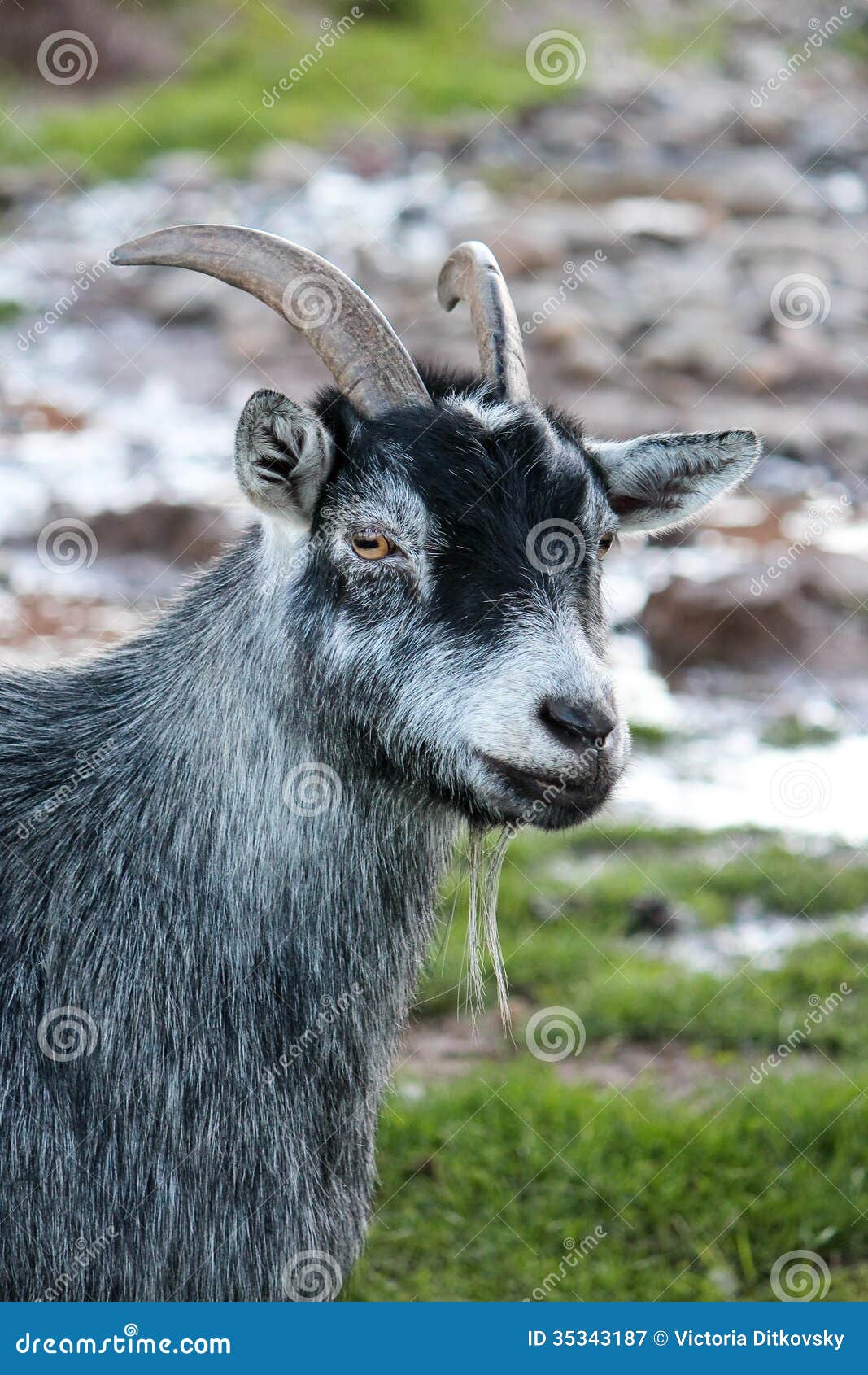 Goat s Head stock image. Image of wildlife, farm, grass - 35343187