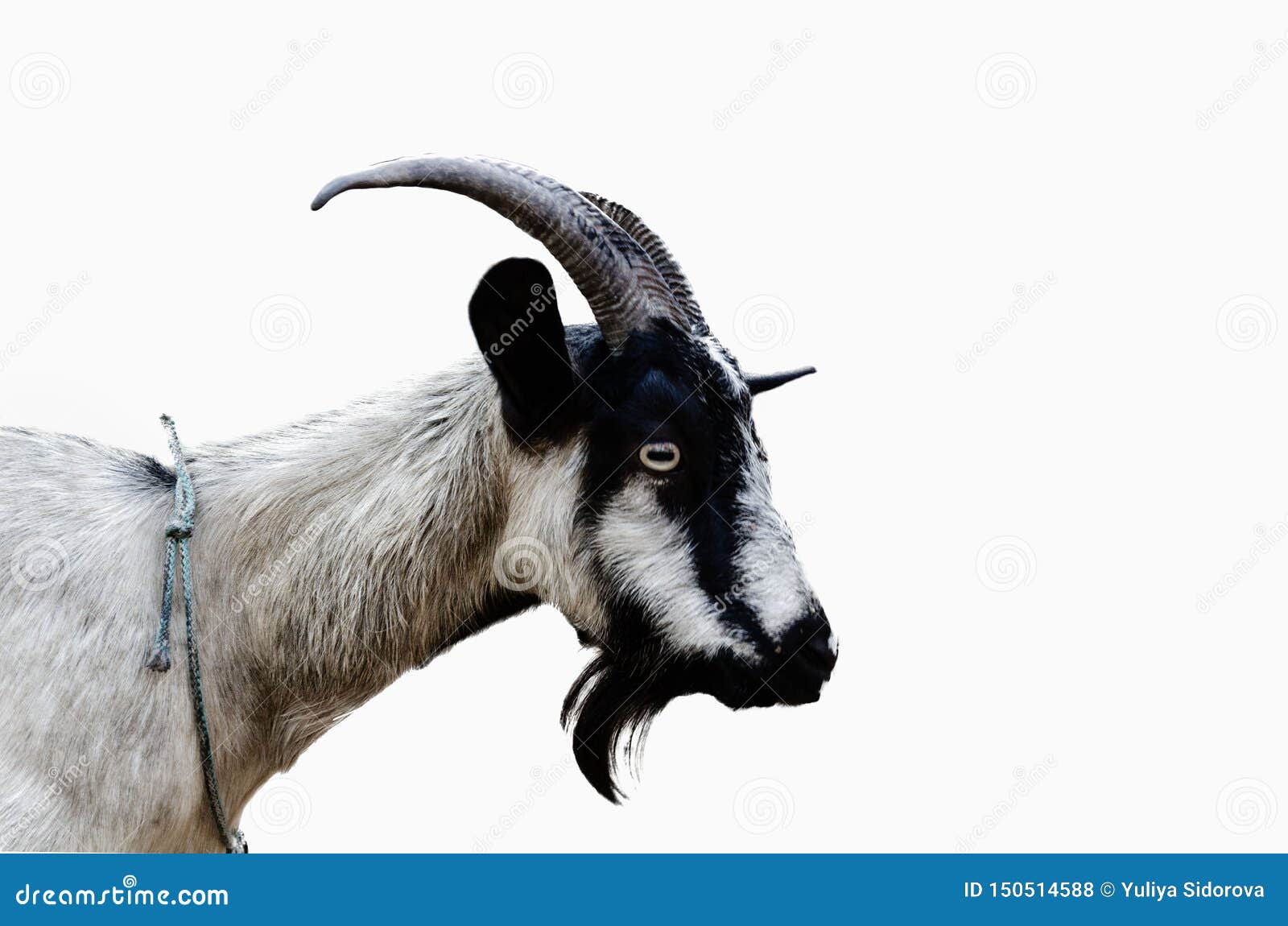 Goat`s Head Isolated on White Background Stock Photo - Image of fauna ...