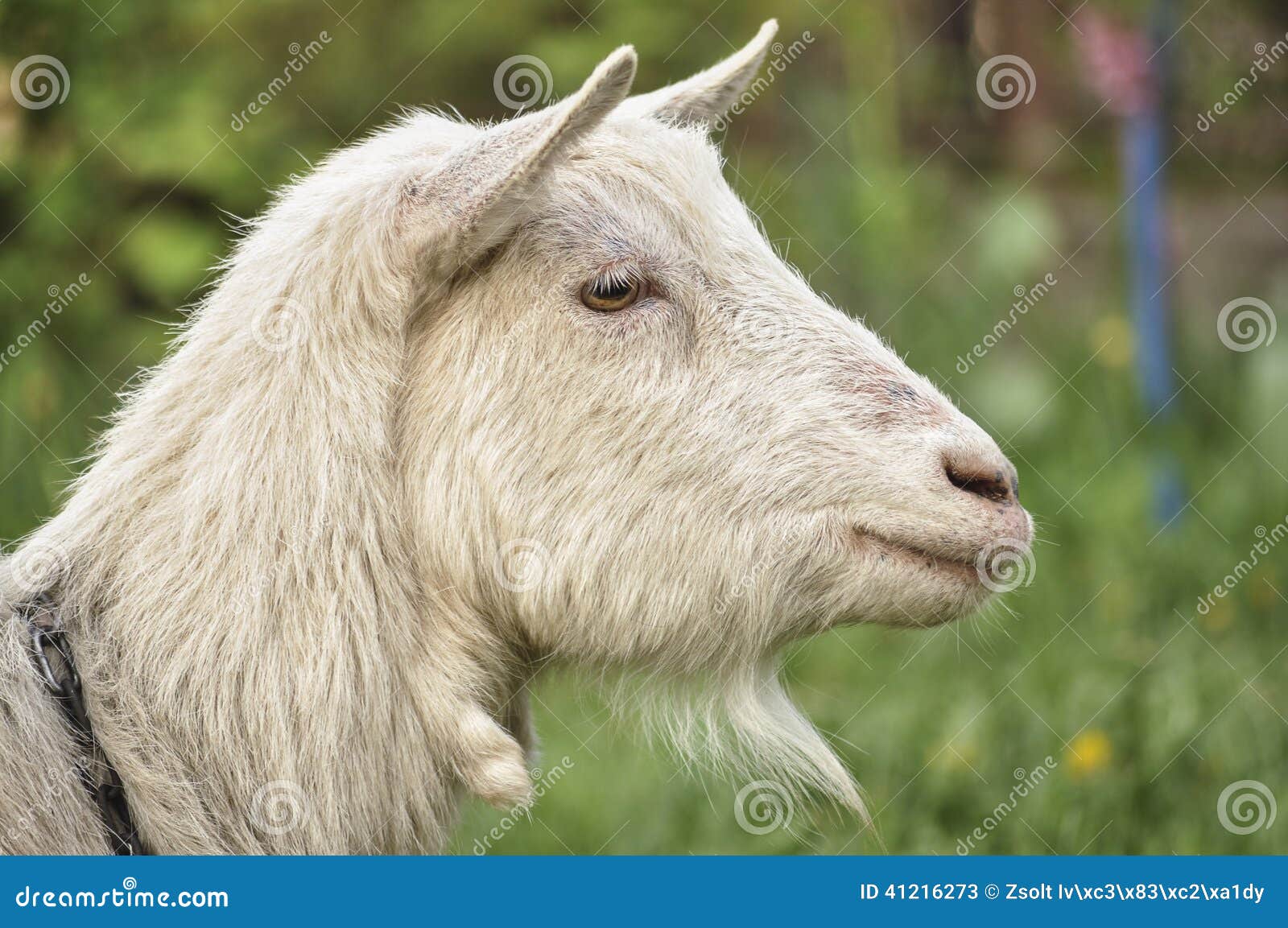 Goat s profile stock image. Image of board, eyes, goat - 41216273