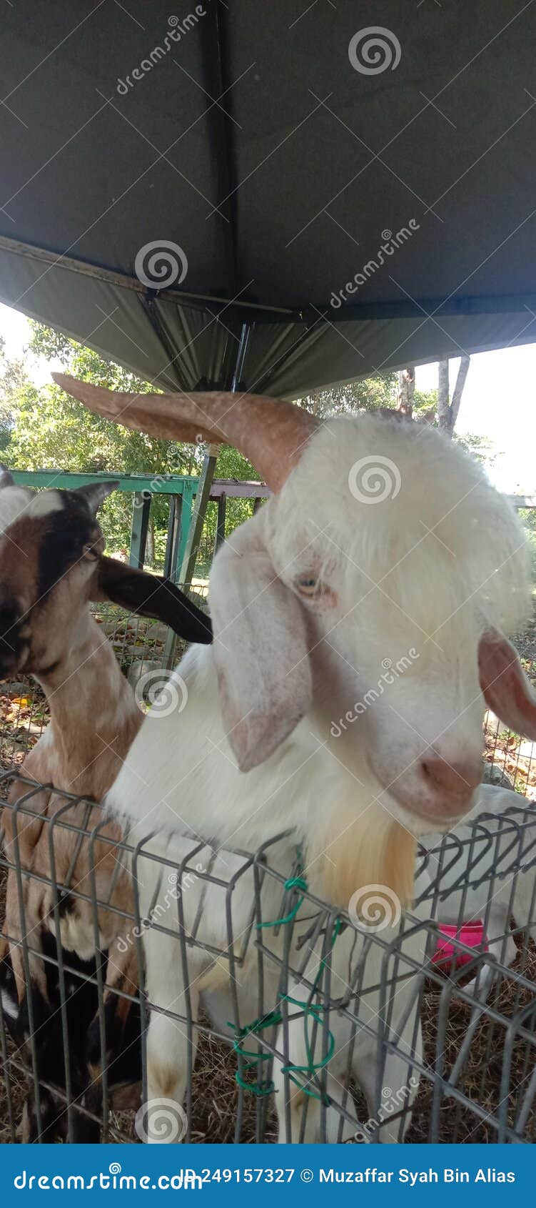 Goat in Sably Goat Farm with Bohr Goats Stock Image - Image of goats ...