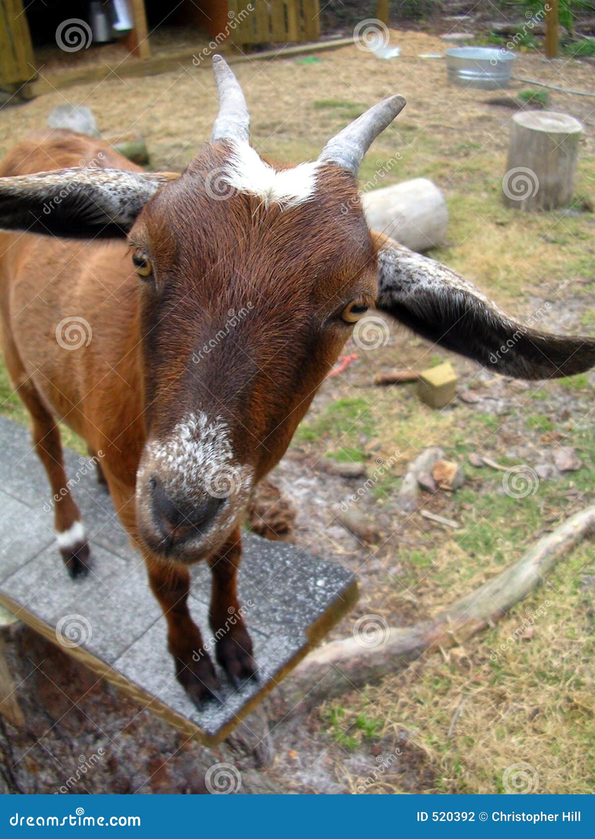 Royalty Free Images, Cartoons, Illustrations And Photos Designed By ...