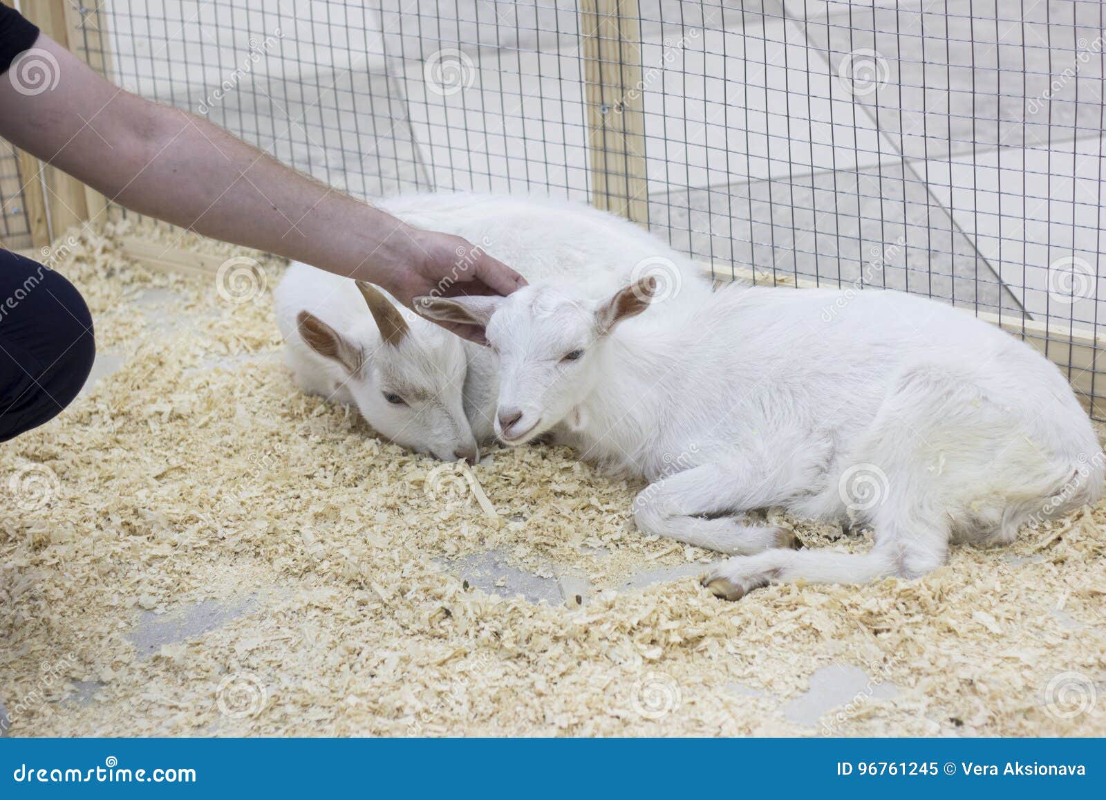 The Goat is Scratched Behind the Ear Stock Image - Image of lying ...