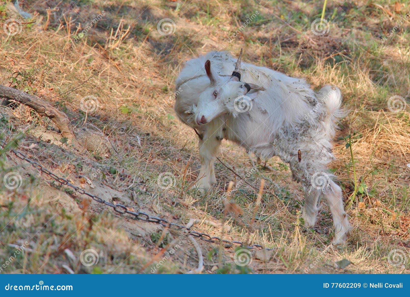 Goat Scratching with Its Horns Stock Image - Image of animal, outside ...