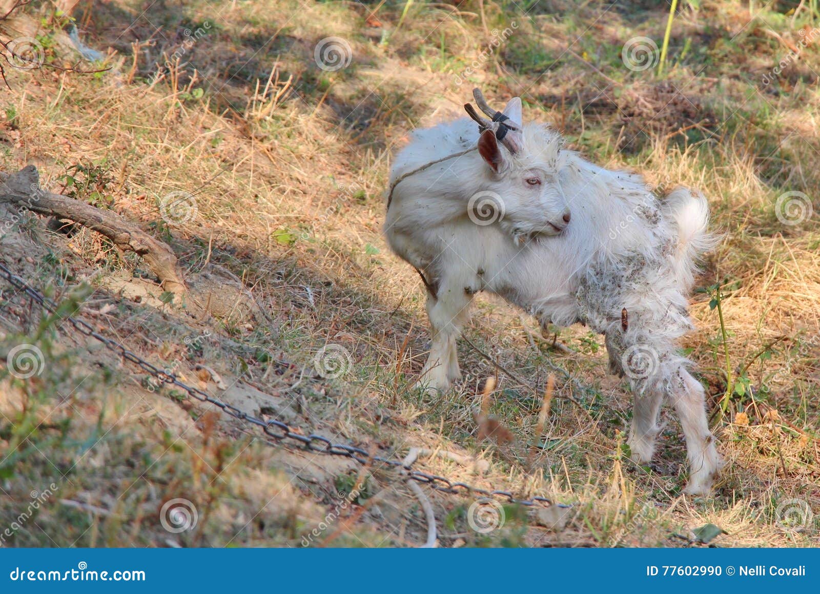 Goat Scratching with Its Muzzle Stock Photo - Image of rural, furry ...