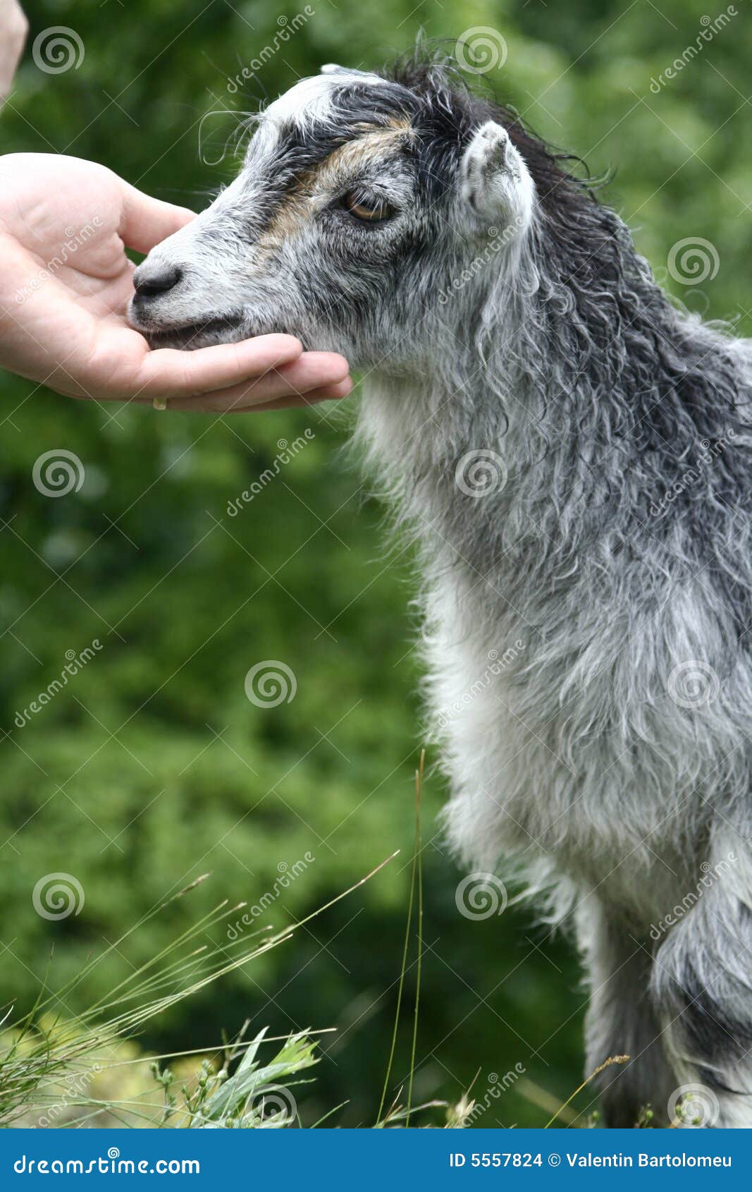 Goat series stock photo. Image of goatling, animals, livestock - 5557824