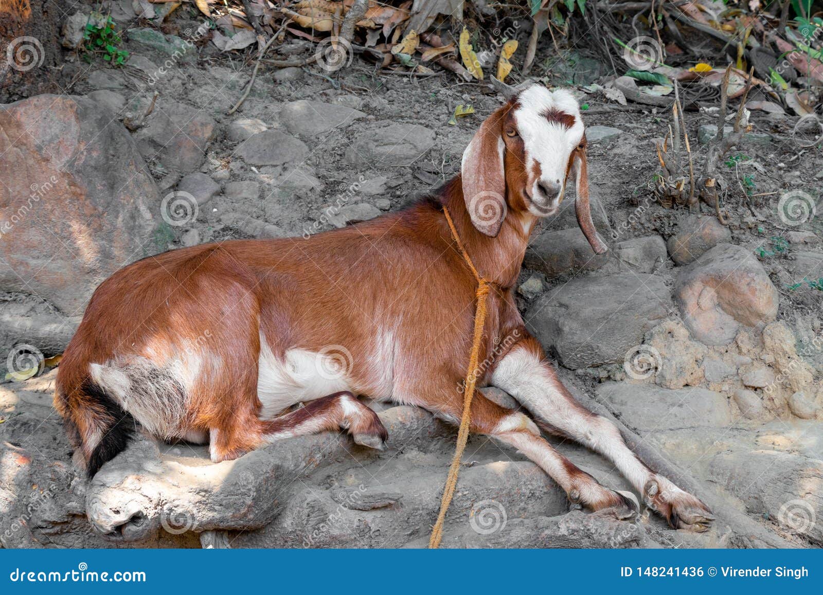 Goat Setting in Shadow of Tree Stock Photo - Image of natural, food ...
