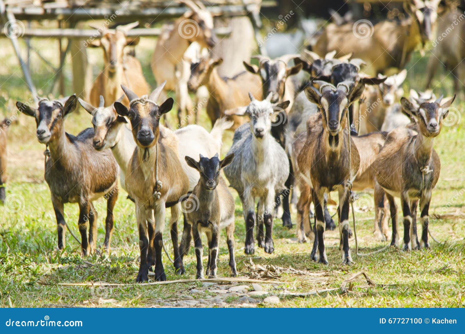 Goat seven stock photo. Image of goat, farm, grass, herd - 67727100