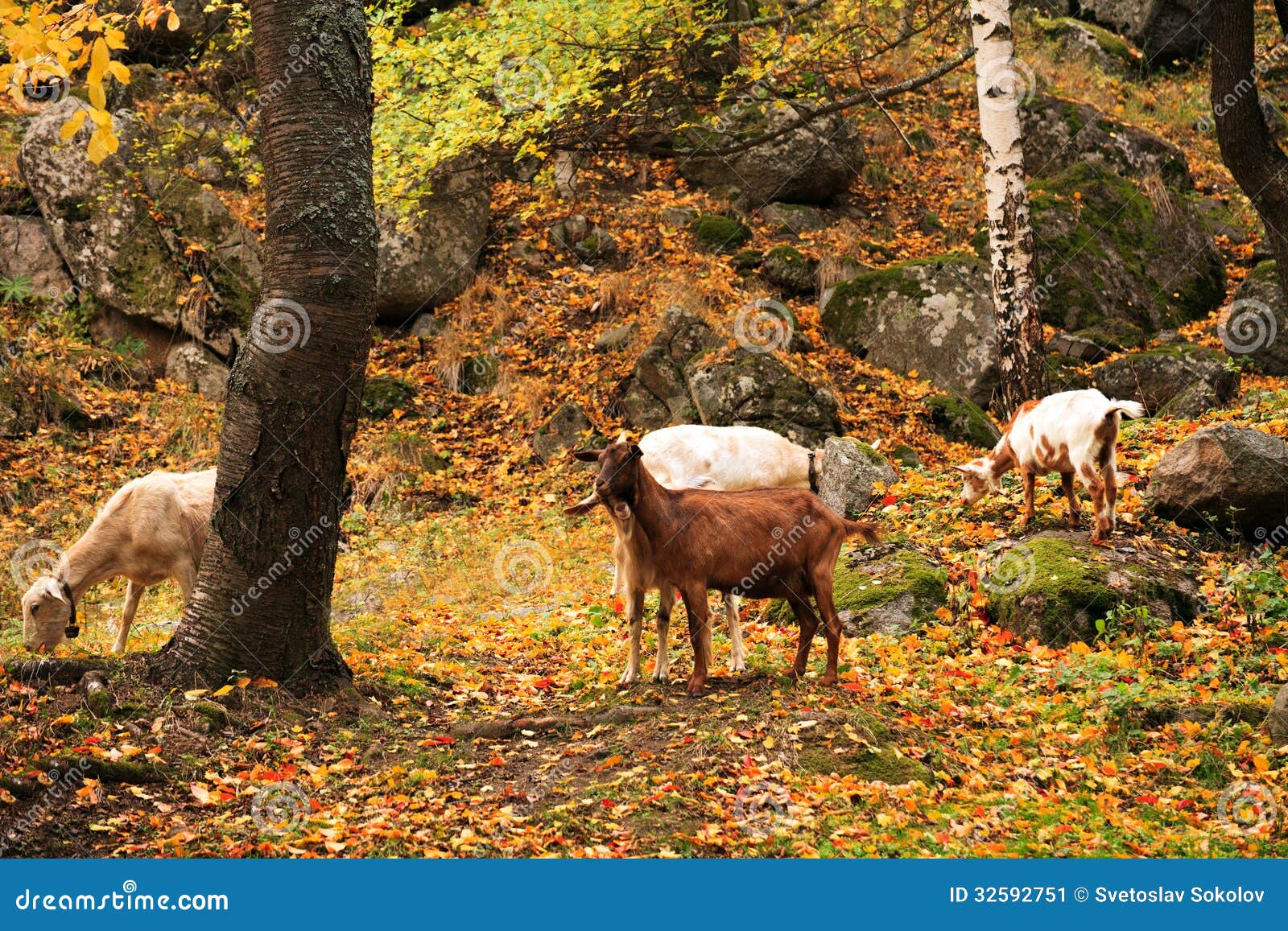 Goat stock image. Image of nature, goat, autumn, foliage - 32592751