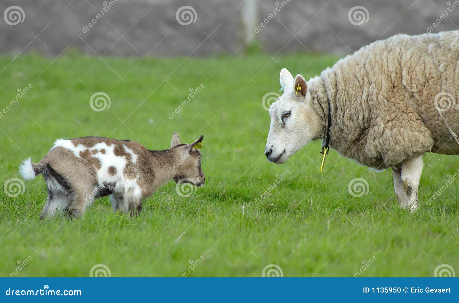 Goat and sheep stock photo. Image of offspring, ears, baby - 1135950