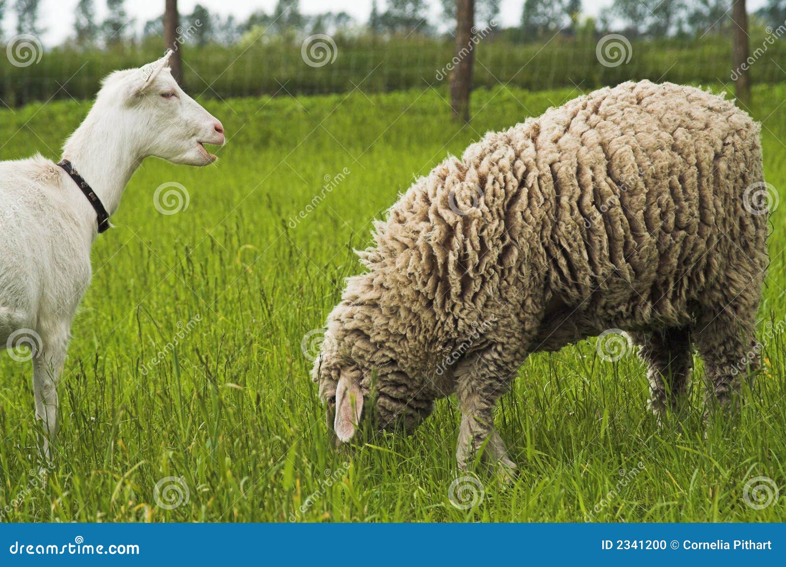 Goat and sheep stock photo. Image of feed, green, sheep - 2341200