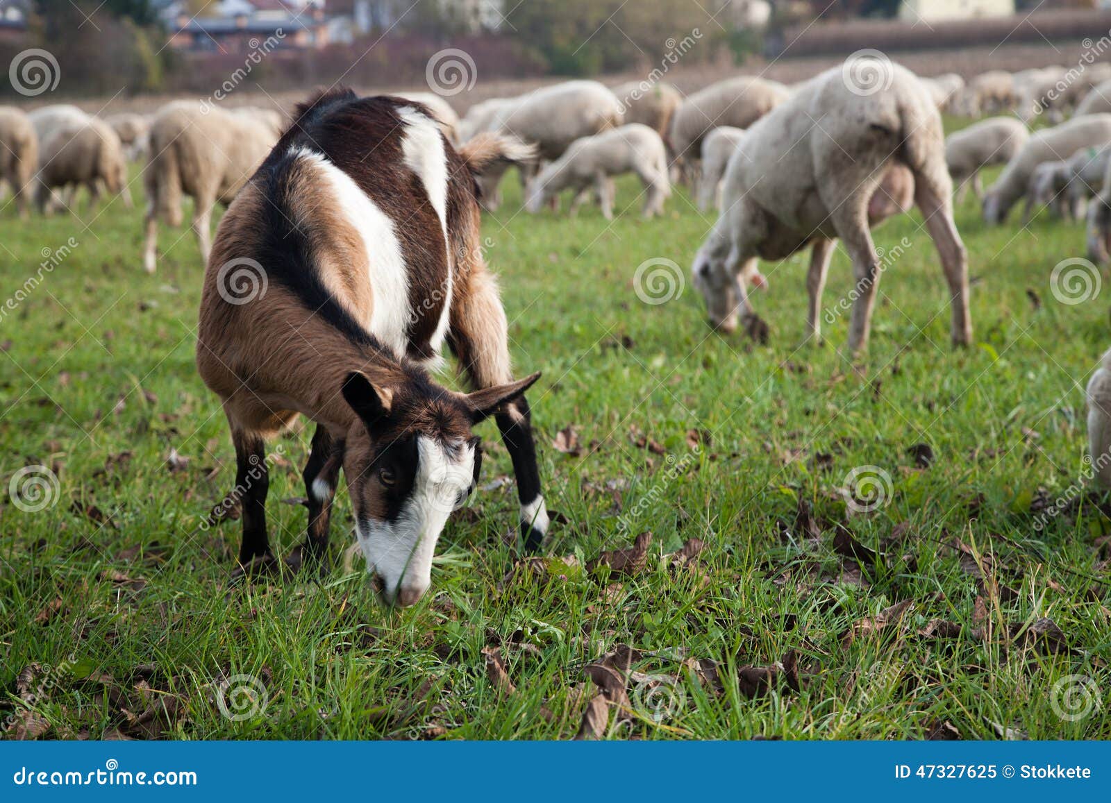 Goat and sheep flock stock image. Image of mammal, farm - 47327625