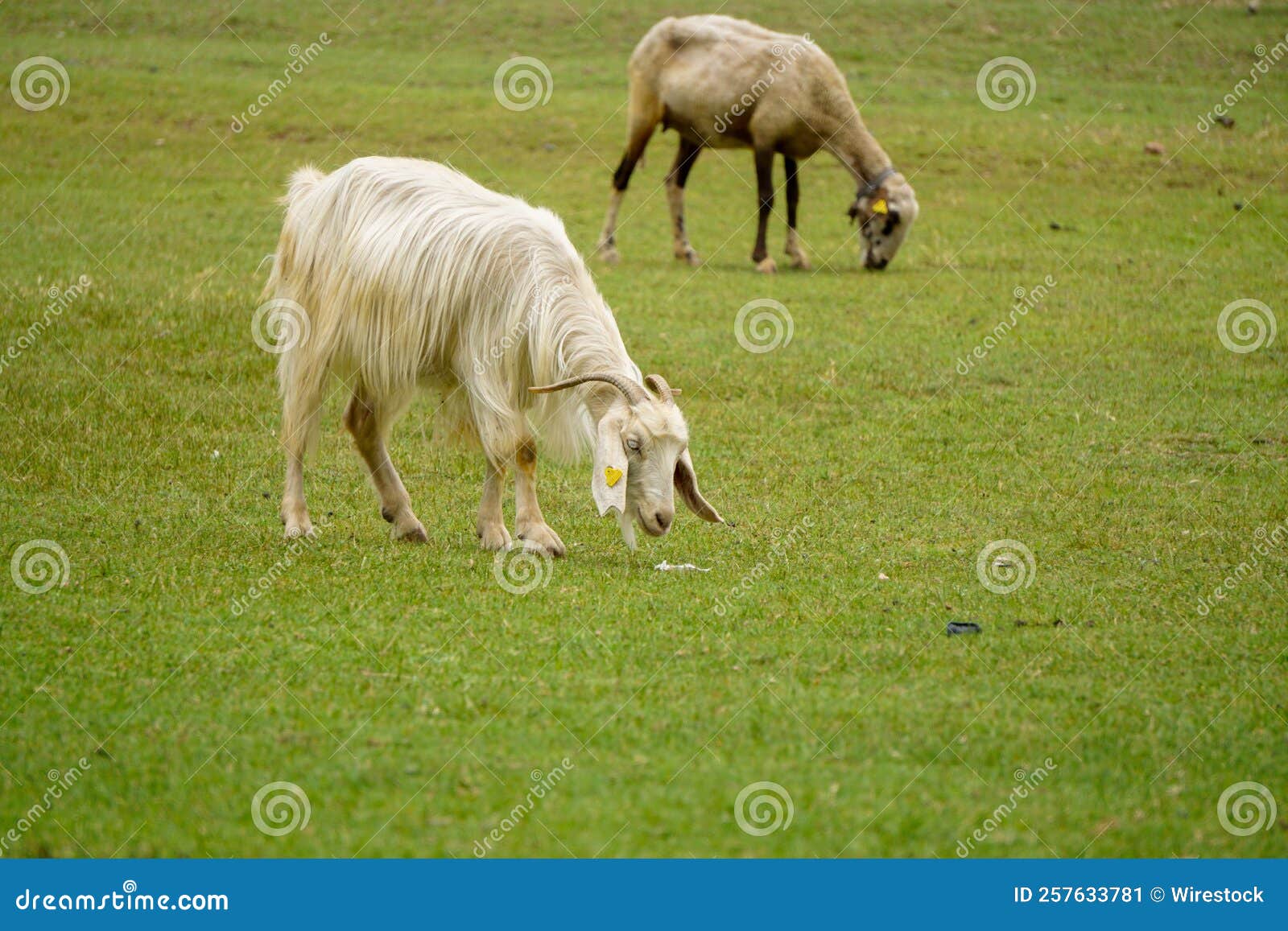 Goat and Sheep Grazing on a Pasture Stock Image - Image of animal ...