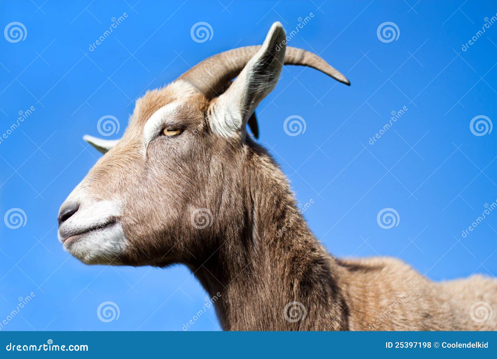 Goat Side Profile with Blue Sky Background Stock Photo - Image of ...