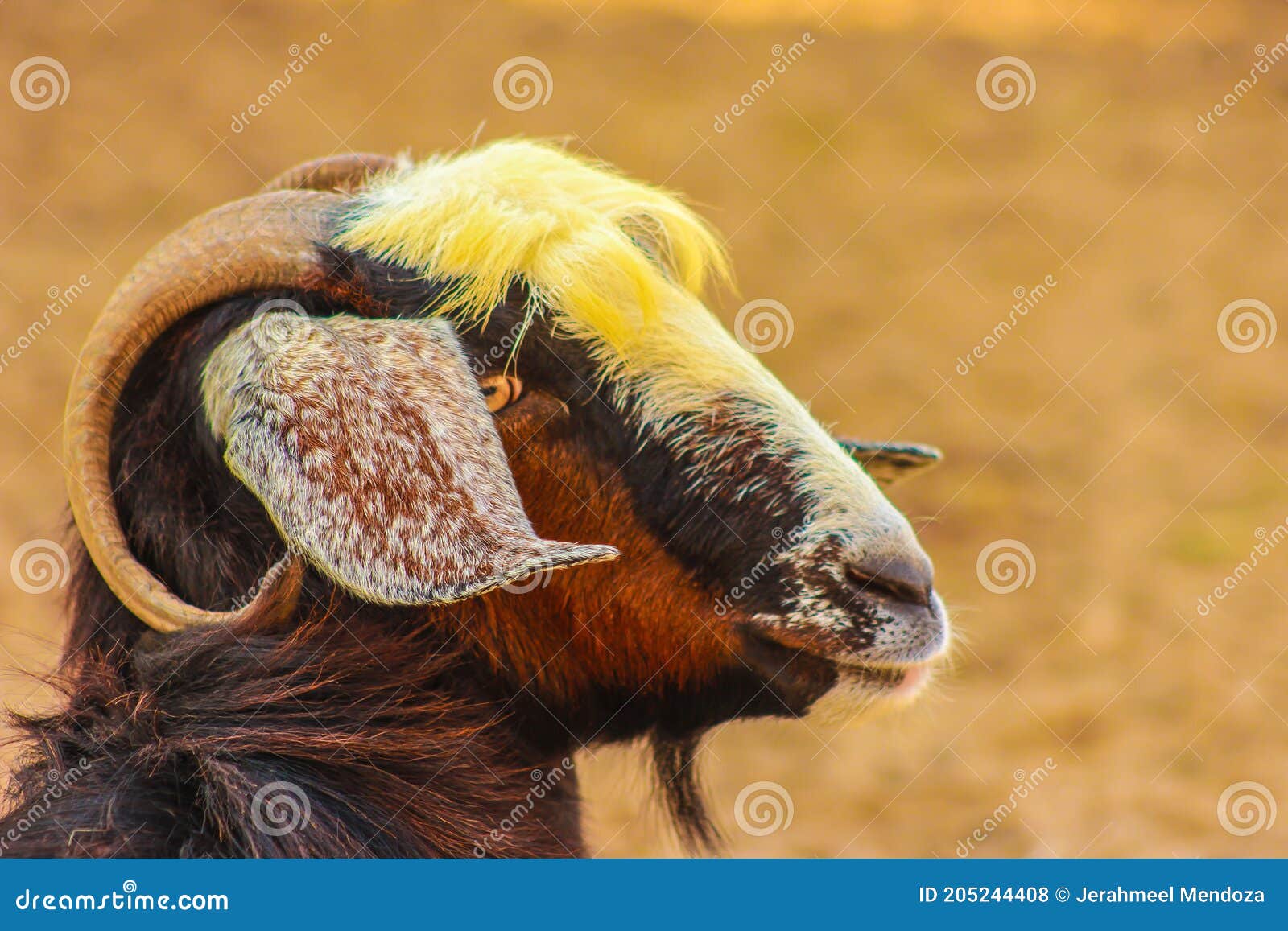 Goat sideview headshot stock photo. Image of brown, invertebrate ...