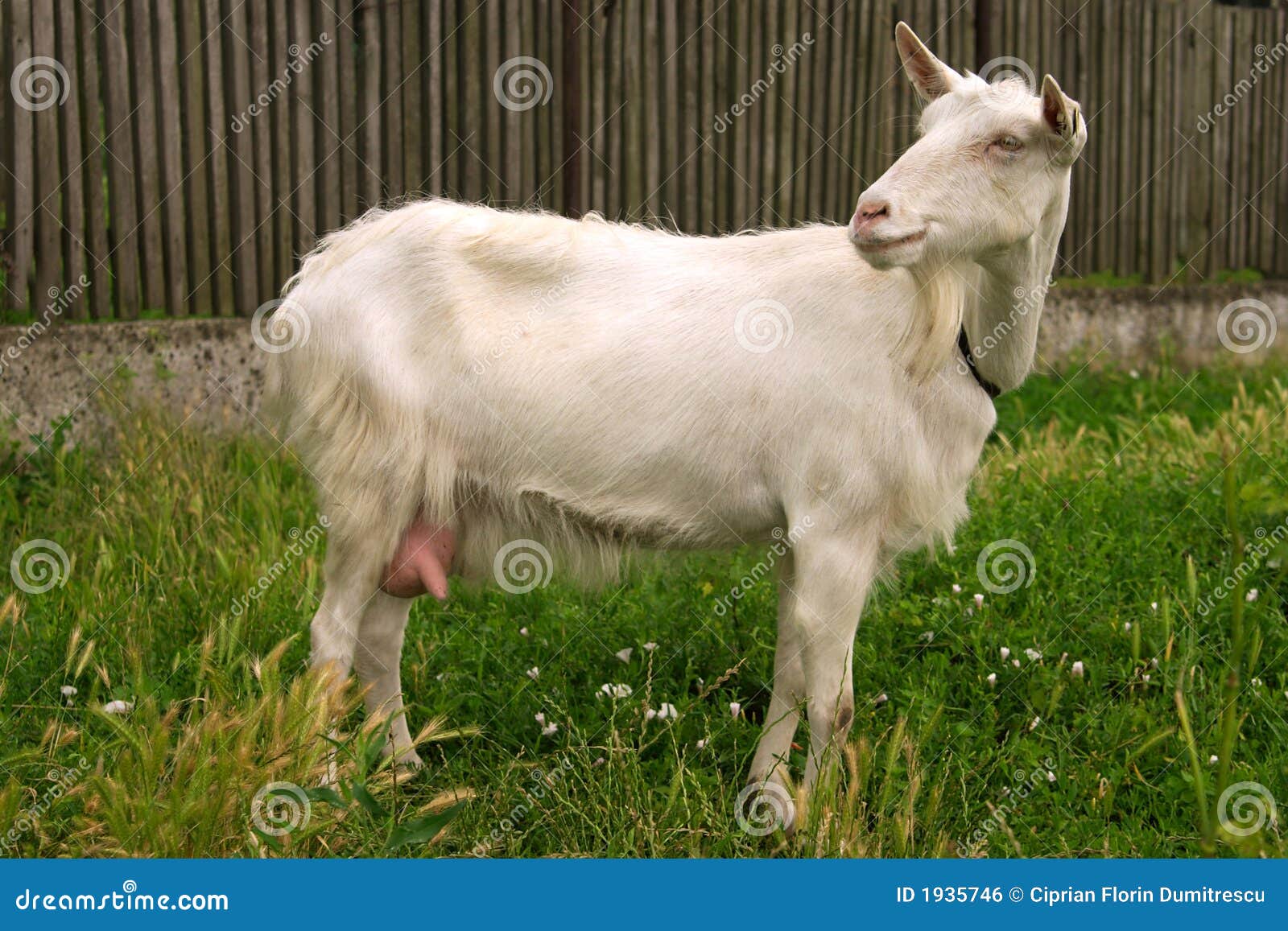 Goat Single Picture. Image: 1935746