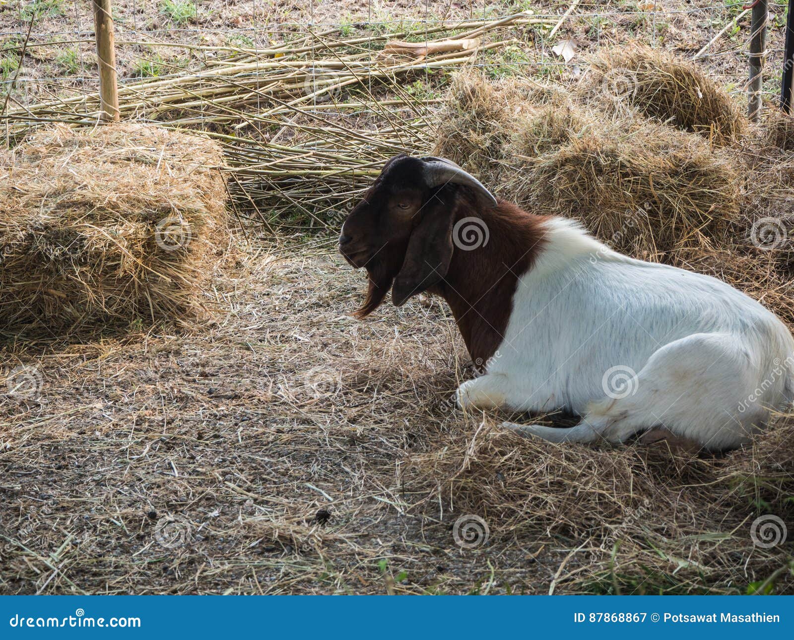 Goat sit alone in farm stock image. Image of farming - 87868867