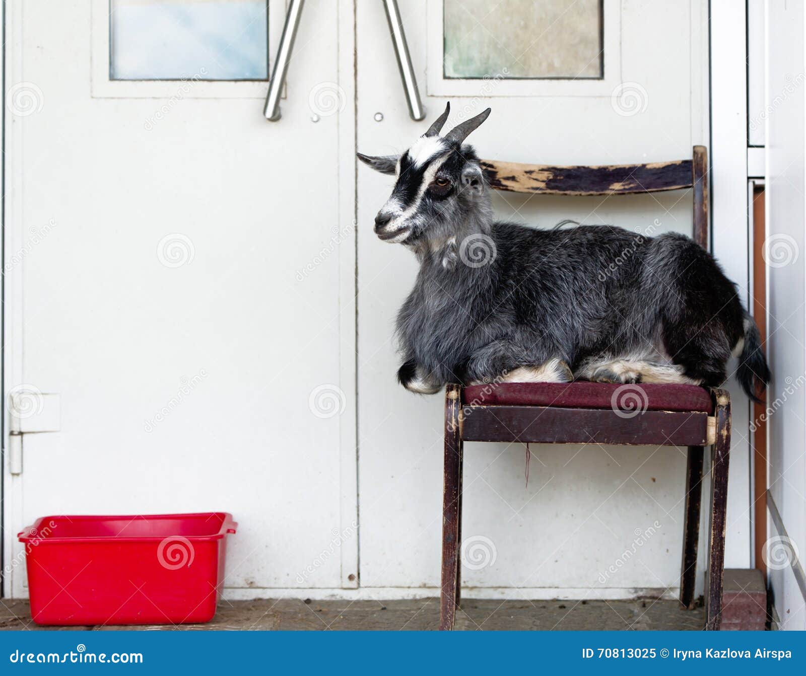Goat Sits Chair Stock Photos - Free & Royalty-Free Stock Photos from ...
