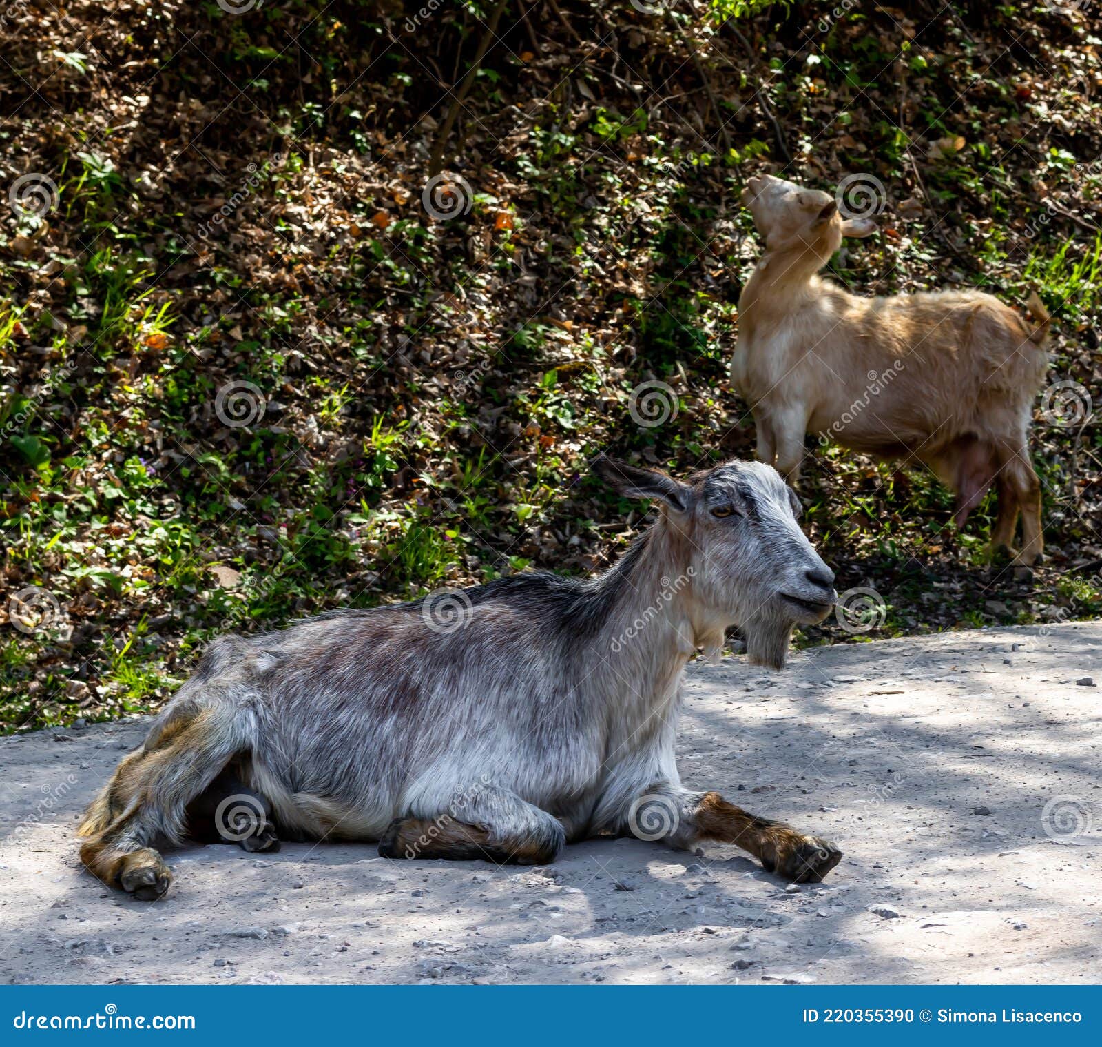 Goat Sitting Down Surprised when Looking Directly at the Camera, with ...