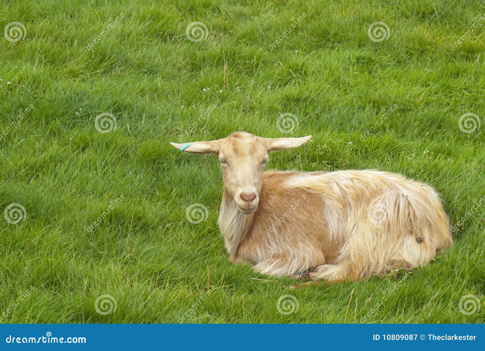 Goat - Sitting in field stock image. Image of farm, head - 10809087