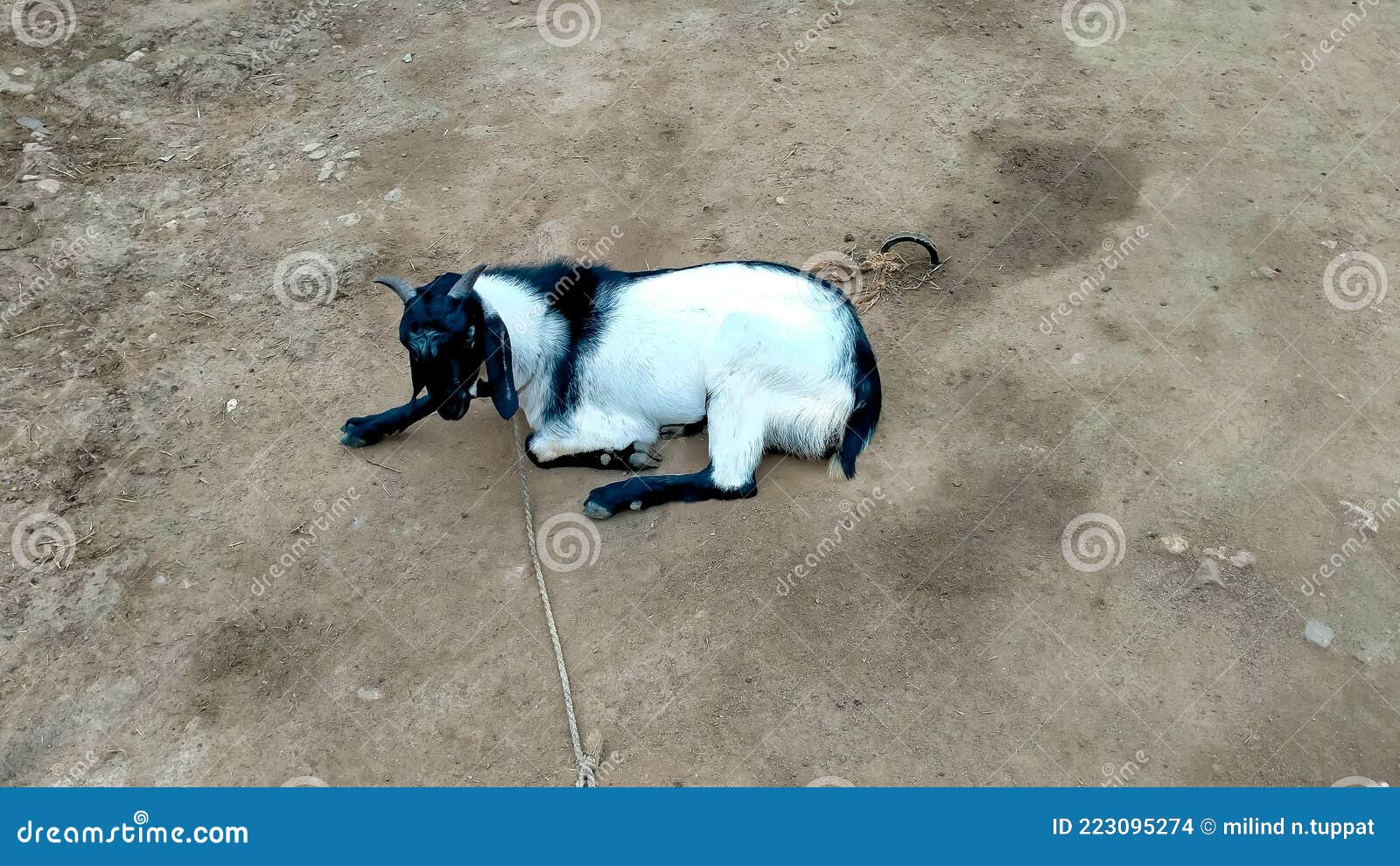 Goat is Sitting on a Floor . Stock Photo - Image of sheep, wildlife ...