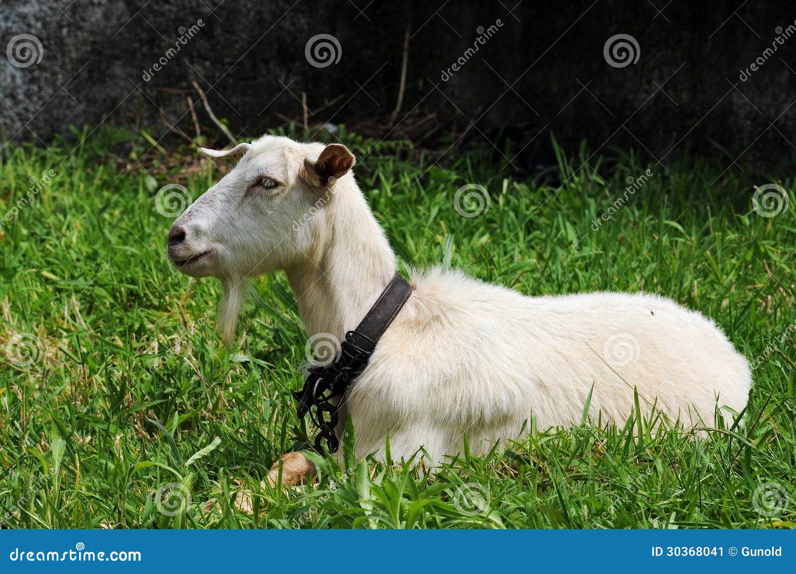 Goat stock image. Image of beautiful, details, grazing - 30368041