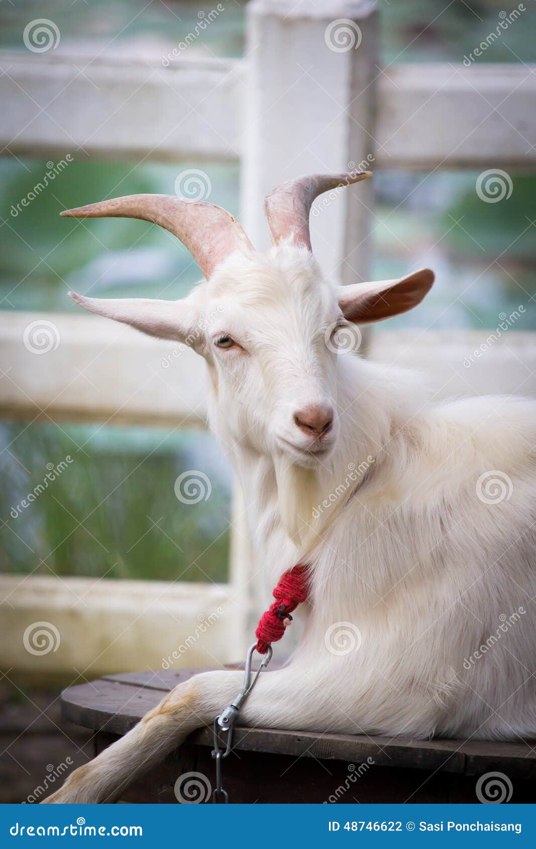 Goat is sitting on table stock photo. Image of cute, field - 48746622