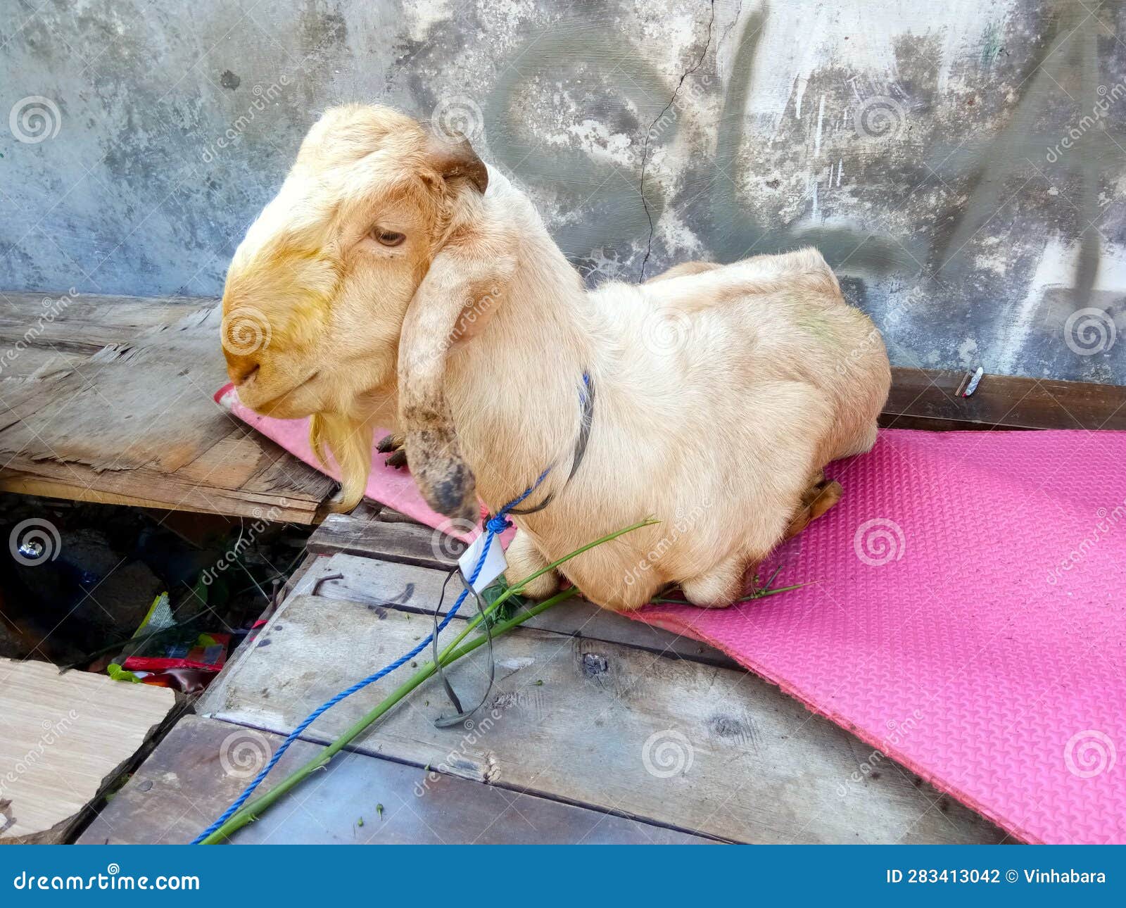 The Goat is Sitting on a Wooden Bench Stock Photo - Image of whiskers ...