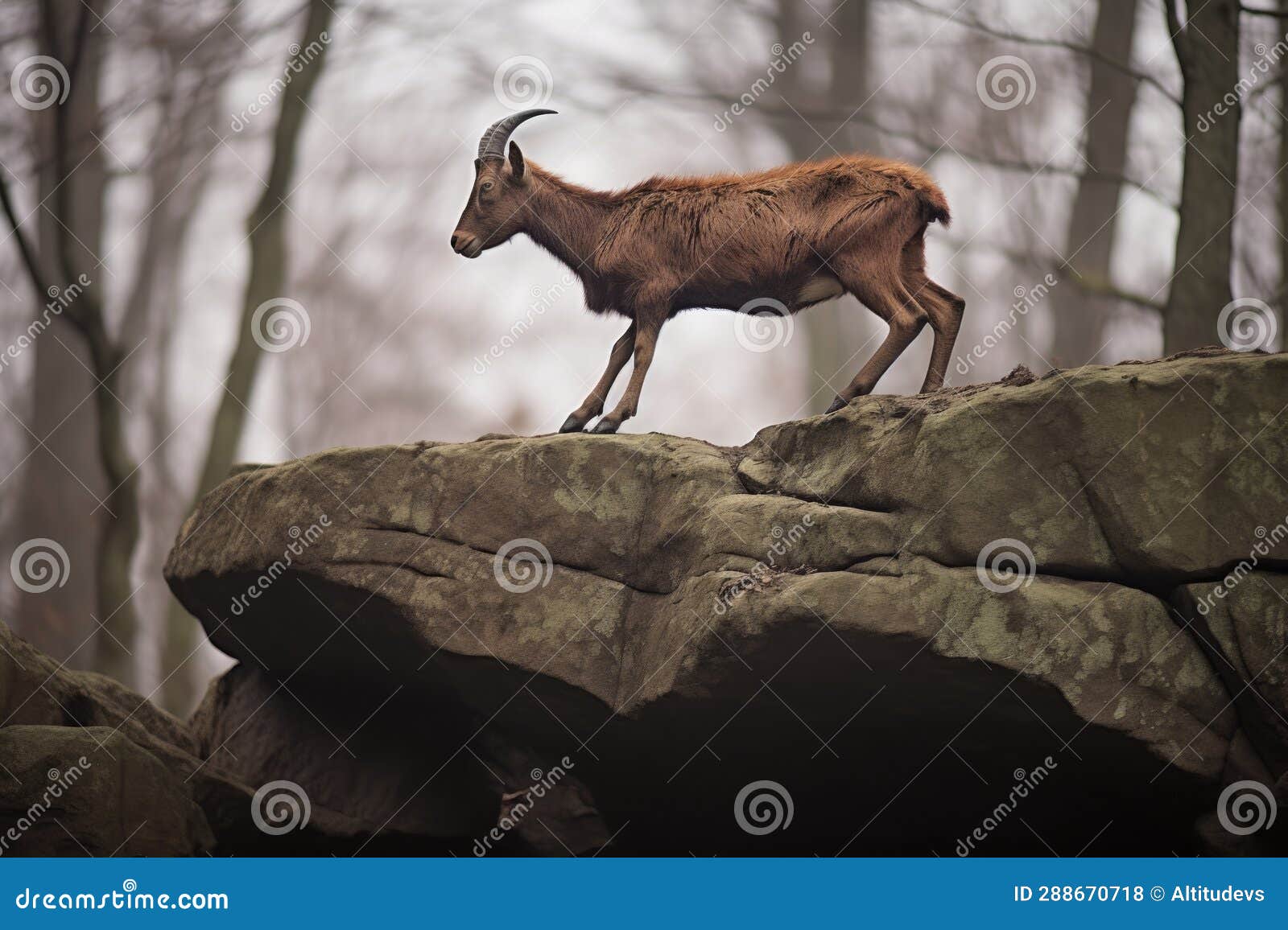 Goat Skillfully Balancing on a Narrow Rock Ledge Stock Photo - Image of ...