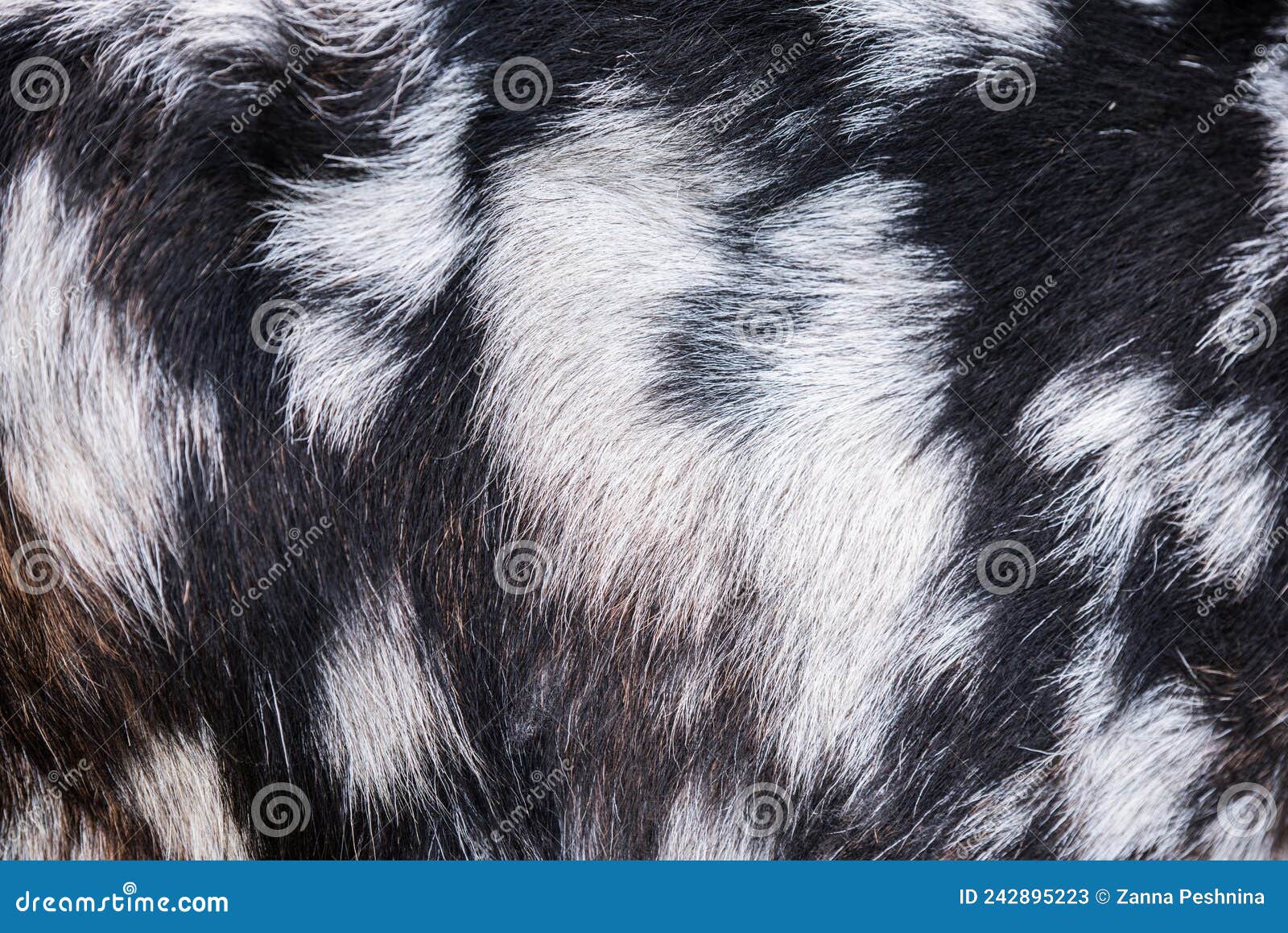 Goat Skin Brown with Spots Natural Texture Stock Image - Image of spot ...